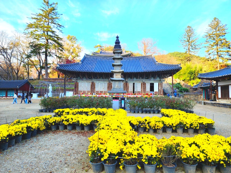 11월 가볼만한곳 공주 마곡사 단풍 드라이브 단풍시기 템플스테이 네이버 블로그