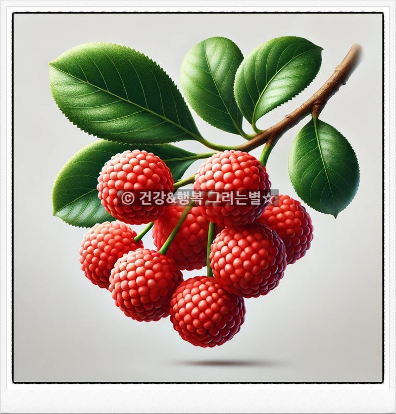 꾸지뽕 열매 먹는 법 차 즙 효소 청 뿌리 효능 및 부작용과 만들기구찌뽕 네이버 블로그