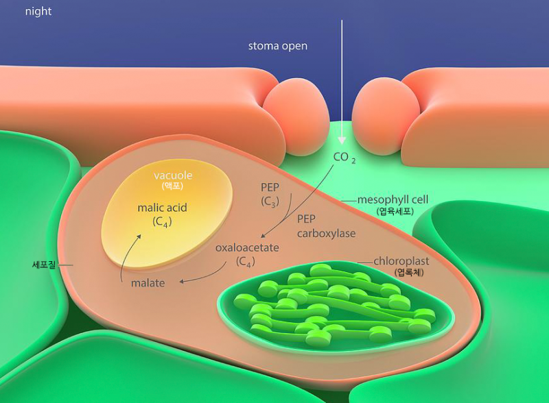 C3 / C4 / CAM 식물군 비교 : 네이버 블로그