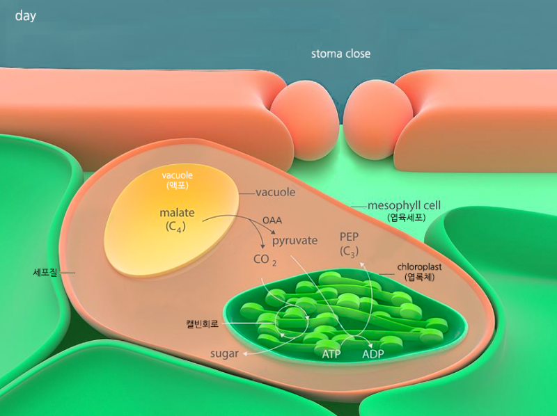 C3 / C4 / CAM 식물군 비교 : 네이버 블로그