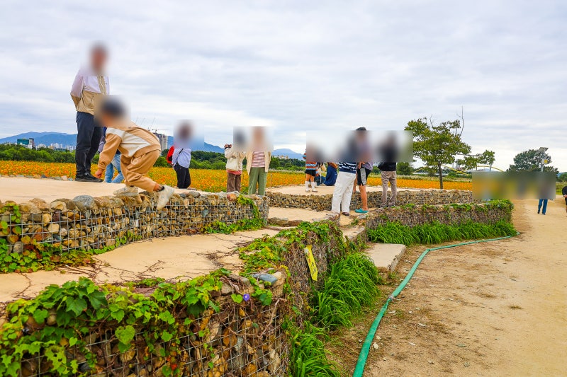 대구 가볼만한곳 하중도 금호꽃섬 코스모스 와 금호강 가을여행 네이버 블로그