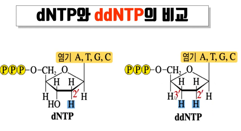 DNA 염기서열 분석법, 인간 유전체 사업-게놈 프로젝트,DNA 염기서열 분석 원리,ddNTP, dNTP의 차이 : 네이버 블로그