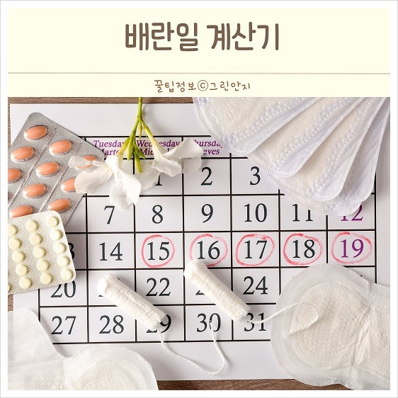네이버 배란일 계산기 가임기 비가임기 뜻 계산방법 임신확률 어플 네이버 블로그
