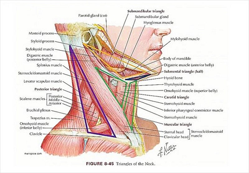목갈비근(사각근), scalenes(TOS 근육) 해부학적 위치와 작용, 촉진 및 검사 방법, 치료 고려사항, 기능해부학 ...