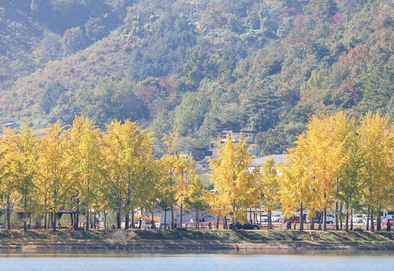 괴산 문광저수지 은행나무길 충북 단풍 명소 네이버 블로그