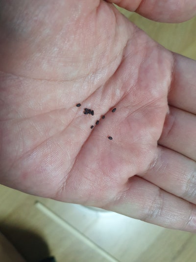 겨울 바질 키우기 함께 해요씨앗 온도 습도 햇빛 물주기 가지치기 네이버 블로그