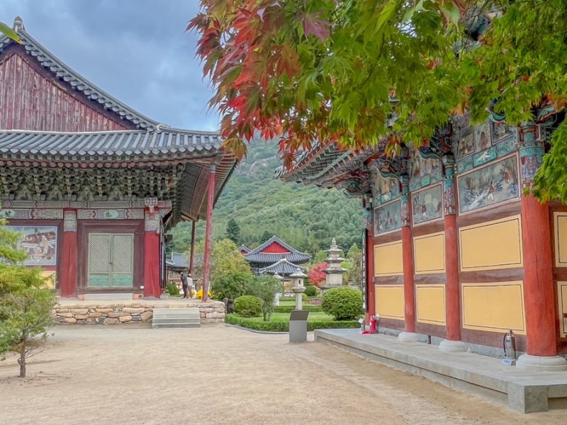 경북 청도 운문사 단풍 은행나무 가을 나들이 추천 네이버 블로그