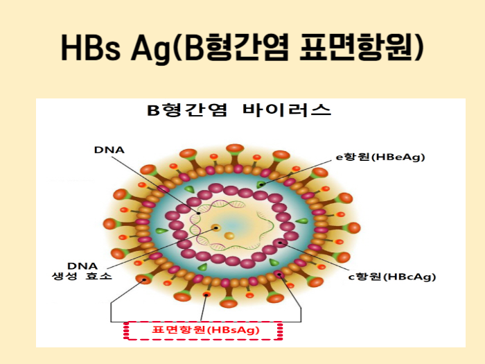 HBs Ab, HBsAg 양성 음성 B형간염 항체검사 해석 쉽게 정리 : 네이버 블로그