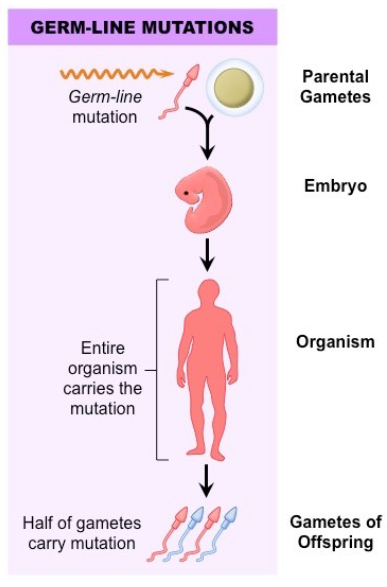 [유전학] Germline mutation, Somatic mutation 차이점 : 네이버 블로그