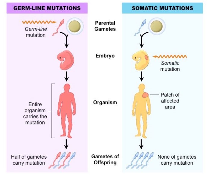 [유전학] Germline mutation, Somatic mutation 차이점 : 네이버 블로그