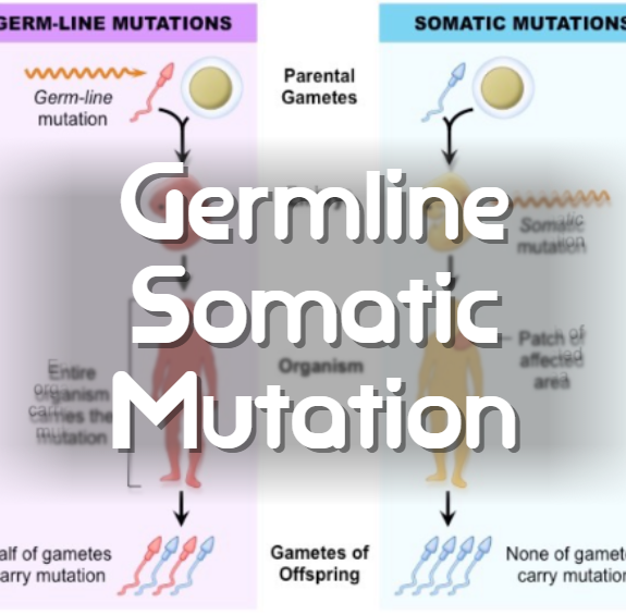 [유전학] Germline mutation, Somatic mutation 차이점 : 네이버 블로그