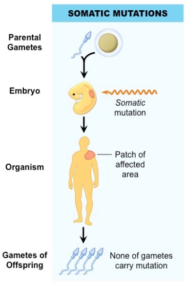 [유전학] Germline mutation, Somatic mutation 차이점 : 네이버 블로그