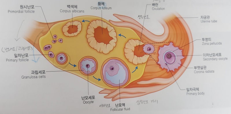 10 생식생리 남성생식기관 And 여성생식기관 네이버 블로그