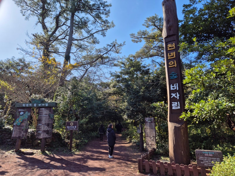 겨울 제주 비자림 숲 입장료 코스 소요시간 정리 네이버 블로그