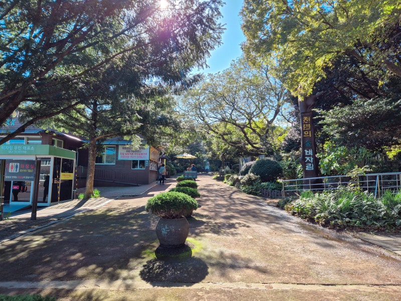 겨울 제주 비자림 숲 입장료 코스 소요시간 정리 네이버 블로그