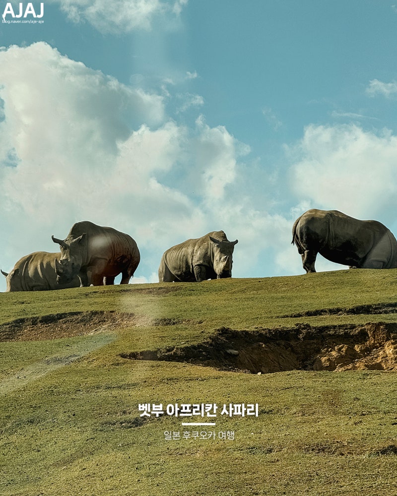 후쿠오카 자유여행 코스 가볼만한곳 벳부 아프리칸 사파리 네이버 블로그