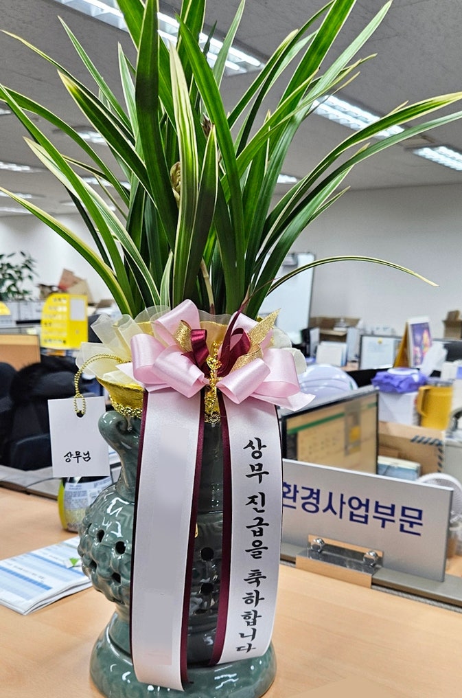 2025년 최신 승진 축하 문구 센스있는 문구와 화분 추천 Best5 네이버 블로그