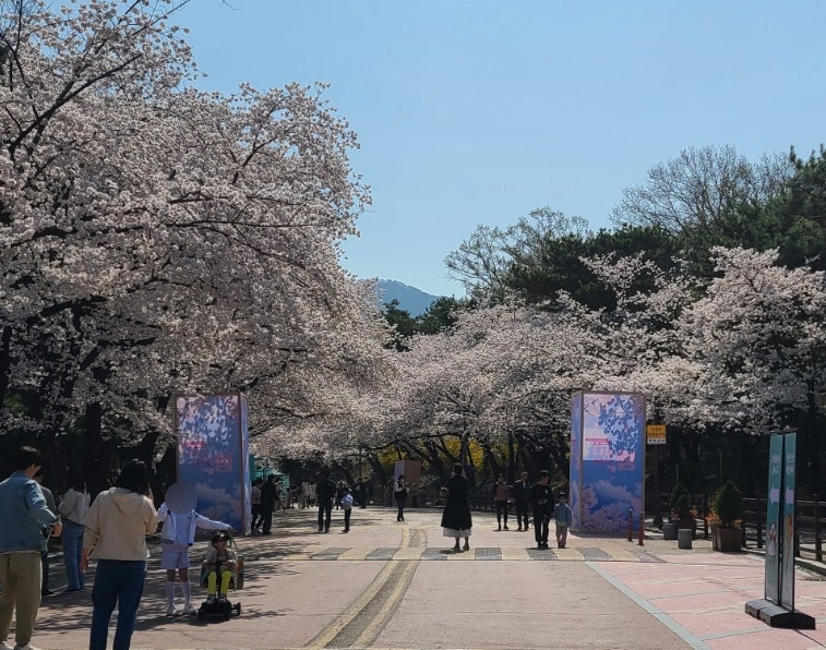 과천 경마장 시간 렛츠런파크 서울 벚꽃 축제 명소 경마공원 아이랑 네이버 블로그
