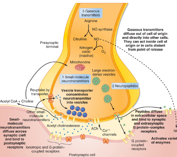 [생리학] Chapter 6 : Synaptic Transmission : 네이버 블로그
