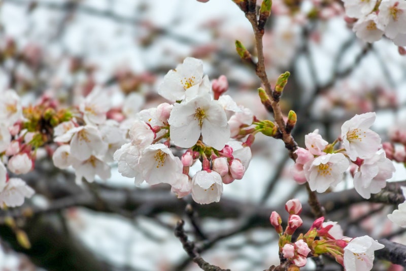 전북 군산 벚꽃 축제 명소 은파 호수공원 유원지 벚꽃야시장 네이버 블로그