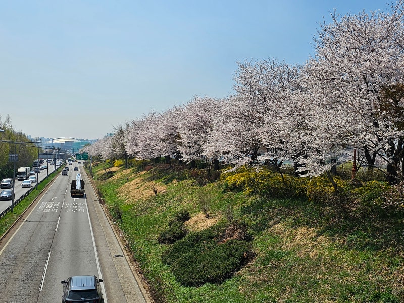 서울 둘레길 14코스 (구일역~안양천벚꽃길~한강합수부~염강나들목~가양역) - 2025.4 : 네이버 블로그