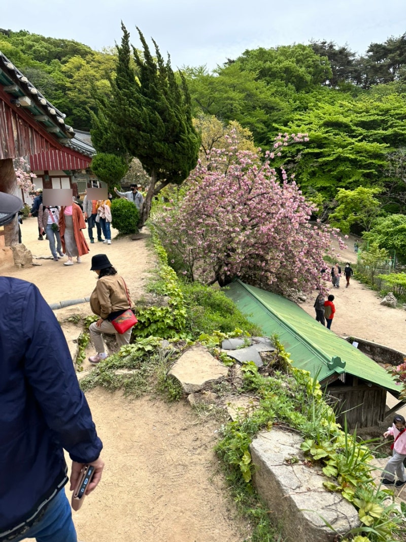 서산 개심사 청벚꽃 겹벚꽃 개화시기 사진명소 주차 꿀팁 네이버 블로그