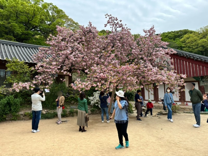 서산 개심사 청벚꽃 겹벚꽃 개화시기 사진명소 주차 꿀팁 네이버 블로그