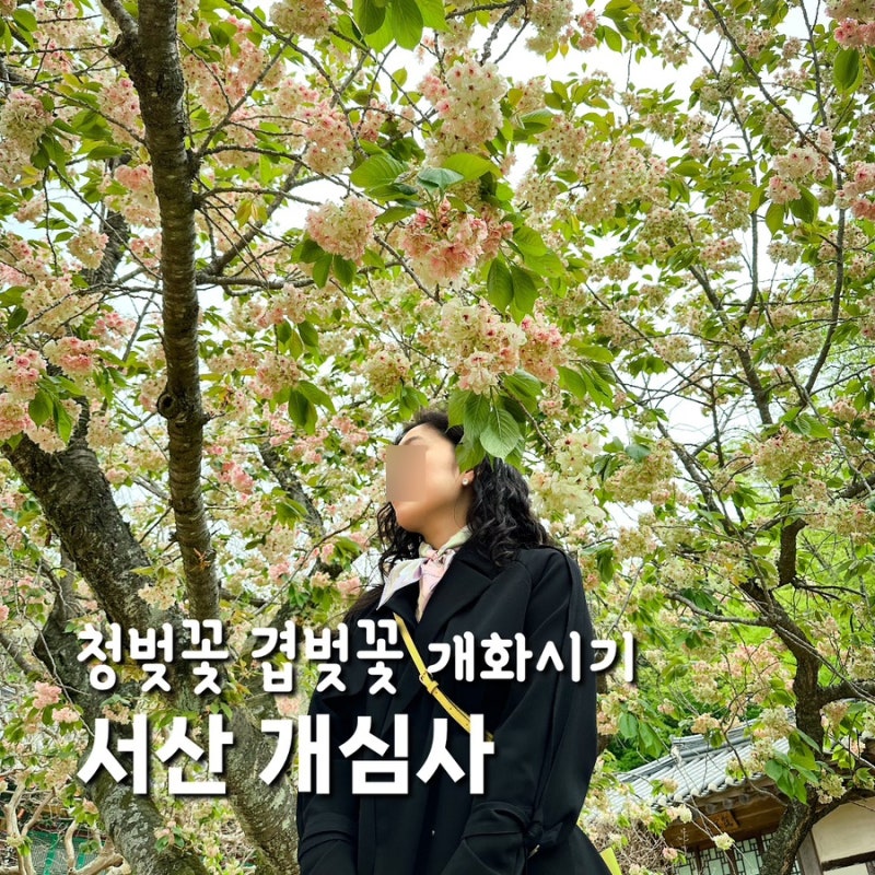 서산 개심사 청벚꽃 겹벚꽃 개화시기 사진명소 주차 꿀팁 네이버 블로그