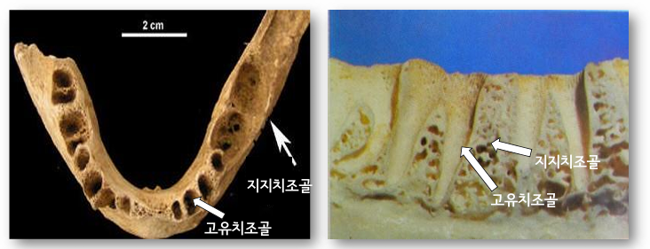 [치주학] 치주조직 총정리 | 치은 구성종류 구조 변연치은 | 치주인대 샤피섬유 | 백악질 | 상아질 | 치조골 | 연령에 따른 ...