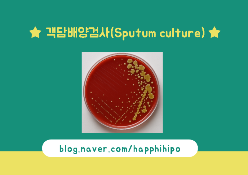 객담배양검사(sputum culture)란? 방법, 용기, 순서, 기간, 시간, 결과, 결과확인, 해석, suction ...