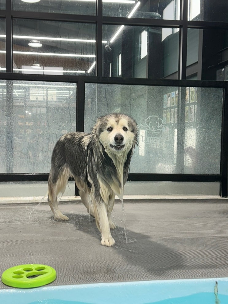 길고양이 마을 잠실 고양이카페, 잠실 키즈카페 추천