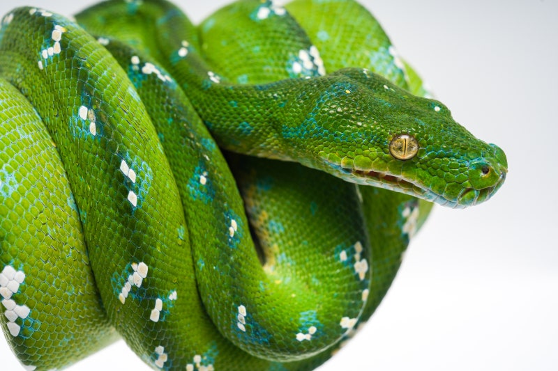 덕표내 GTP(그린트리파이톤) 최신 분양 리스트!!! : 네이버 블로그