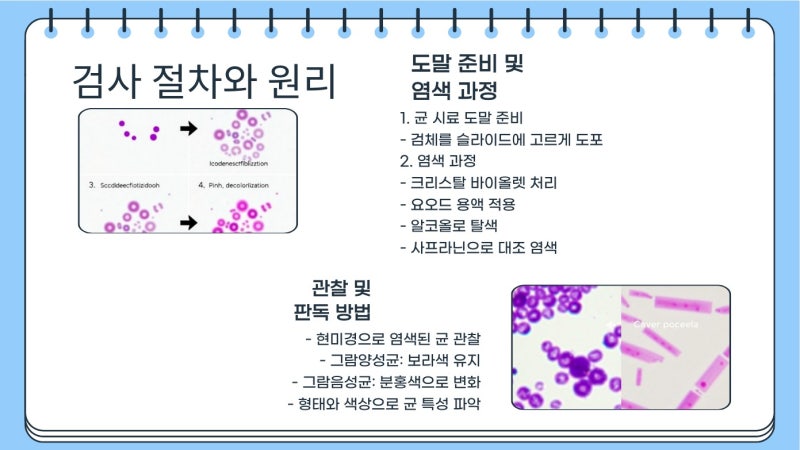 세균 분류의 핵심 Gram Stain그람 음성 양성 검사에 대해서 알아봐요~ 네이버 블로그
