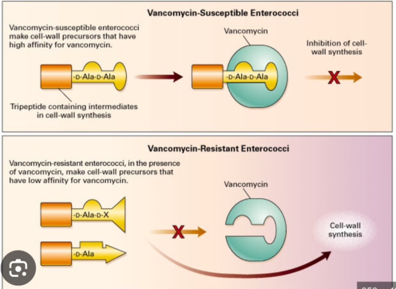 MRSA VRE CRE CPE ESBL MRAB 항생제 내성균 비교 공부하기 : 네이버 블로그