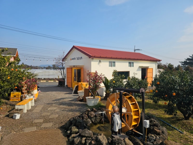 제주도 서귀포 귤따기 체험 시기 제주 자파리 감귤체험농장 추천 네이버 블로그