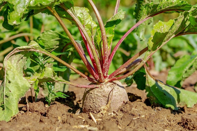 사탕무우(Gula Bit) 알아보기: 감미료 혁신 : 네이버 블로그
