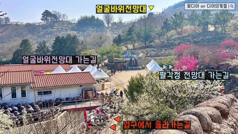 2025년 3월 꽃구경 개화 만개 시기 매화 산수유 수선화 명소 가볼만한곳 전남 광양 매화축제 경남 양산 원동 매화축제