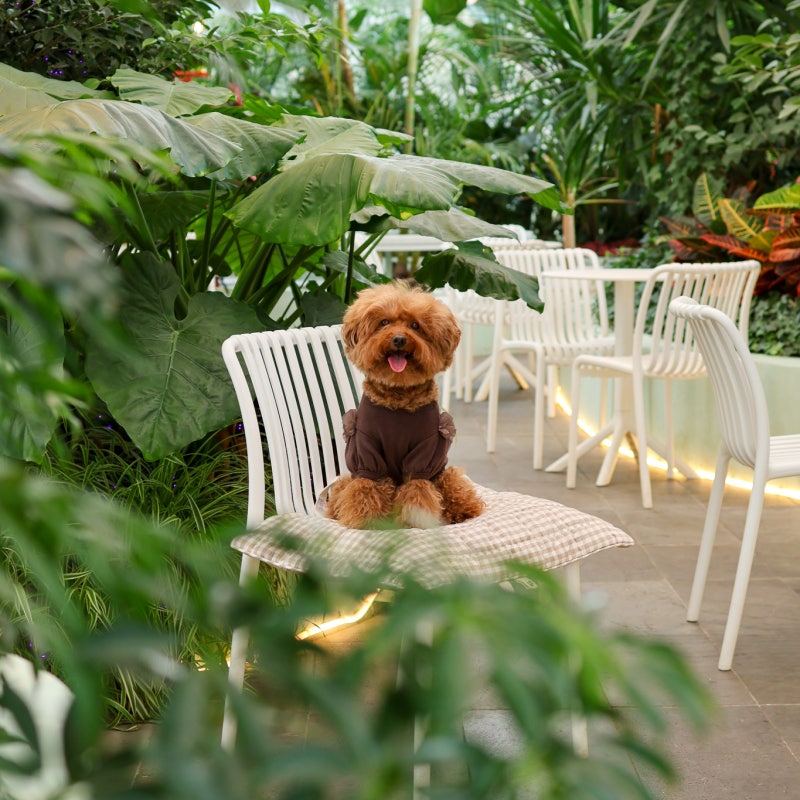 네이버 인플루언서