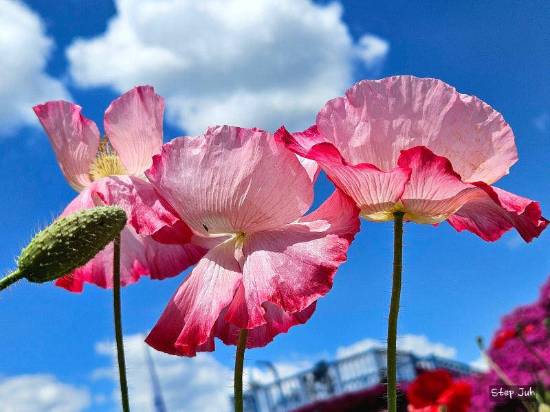 그리스 신화의 殺父콤플렉스(Patricide Complex), Babylonia 창조 신화 殺父사례, 왕필王弼 득의망상得意忘象 ...