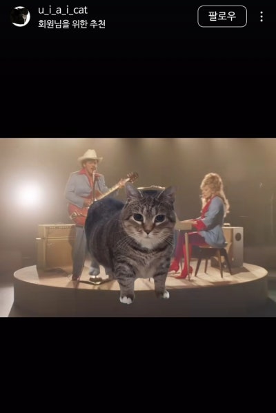 요즘 내 행복 충전 담당하고 있는 OIIA CAT 고양이밈 : 네이버 블로그