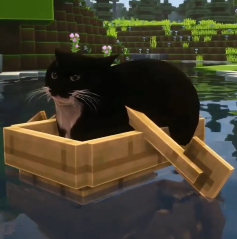 요즘 내 행복 충전 담당하고 있는 OIIA CAT 고양이밈 : 네이버 블로그