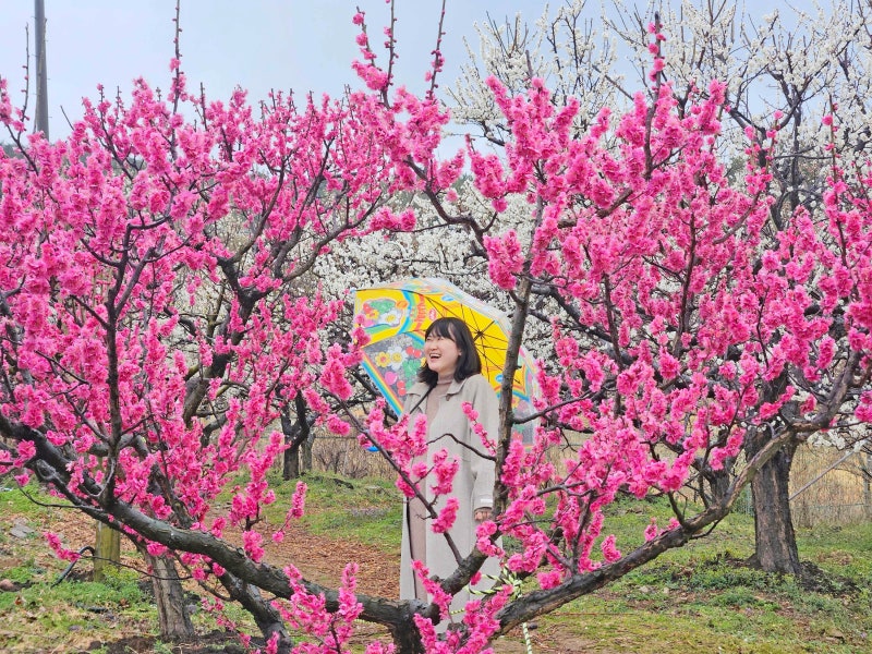 부산 매화 명소 기장 매화원 주말에만 무료 개방 비 와도 운치 가득 네이버 블로그