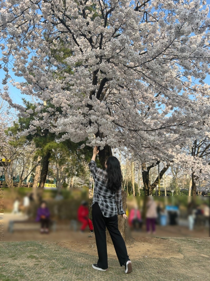 서울 벚꽃 구경 봄나들이 명소 어린이대공원 명당자리 추천 네이버 블로그