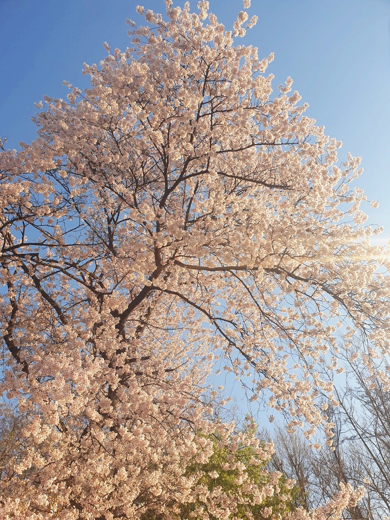 서울 벚꽃 명소 어린이대공원 벚꽃 구경 배달 주차 꿀팁 네이버 블로그