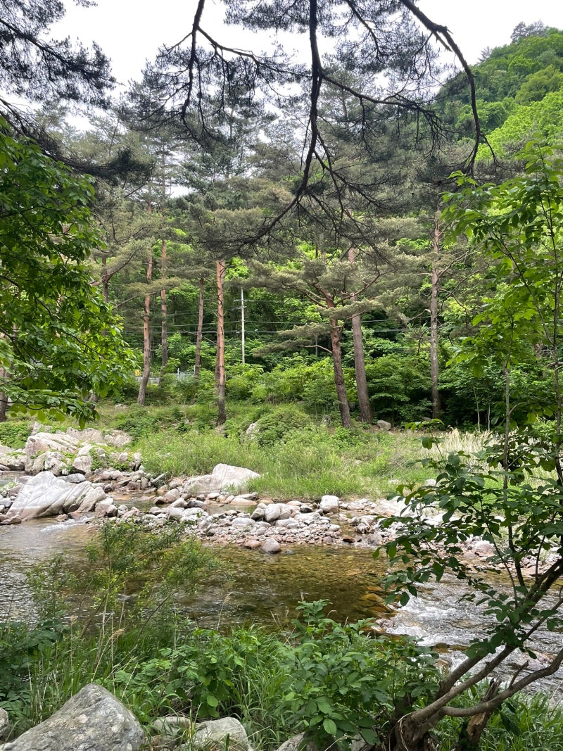 강원도 자연속 캠핑장 봄캠핑장 진동리국민여가캠핑장 예약방법 가격 꿀팁 네이버 블로그