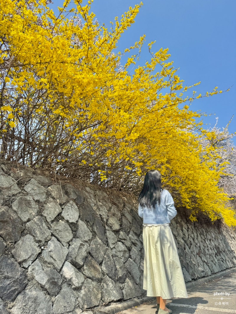 서울 여의도 벚꽃 축제 개화 시기 실시간 윤중로 Kbs 앞 주차 팁 네이버 블로그