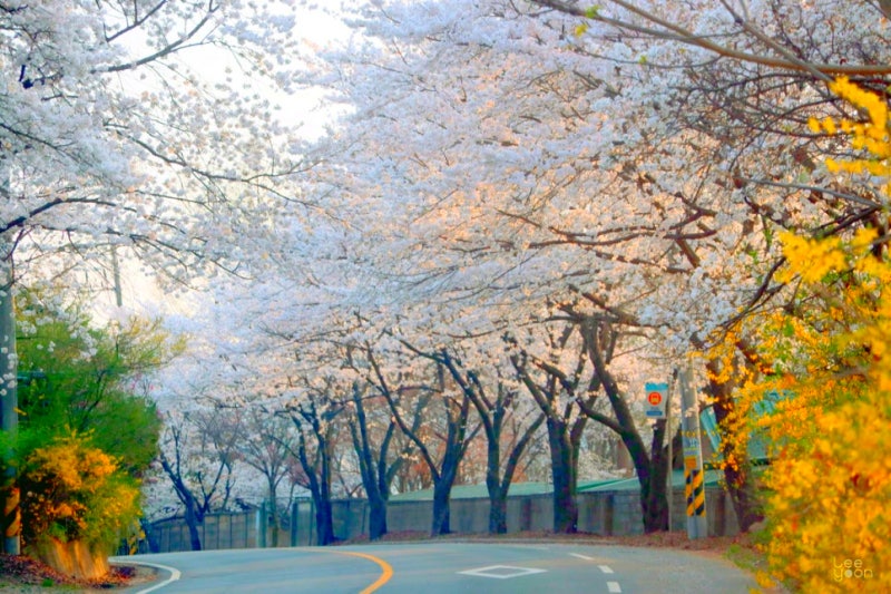 나만 알고싶은 서울 근교 국내 벚꽃 명소 Top 5 네이버 블로그