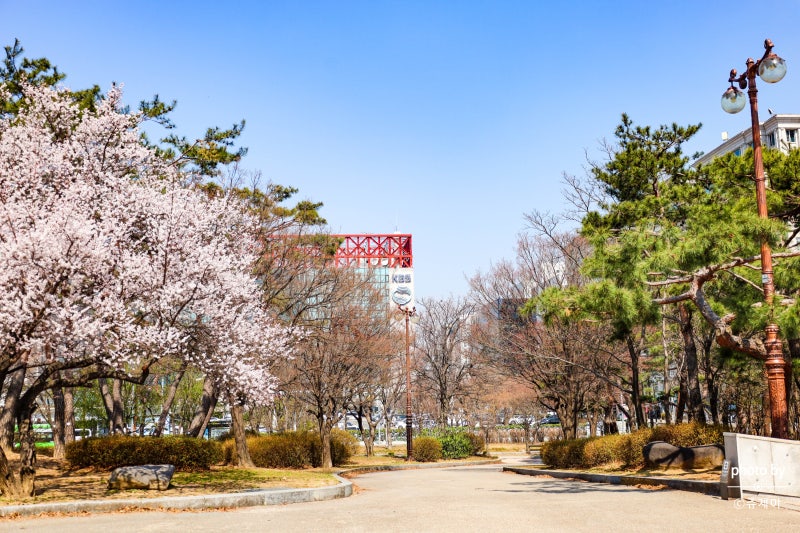 서울 여의도 벚꽃 축제 개화 시기 실시간 윤중로 Kbs 앞 주차 팁 네이버 블로그