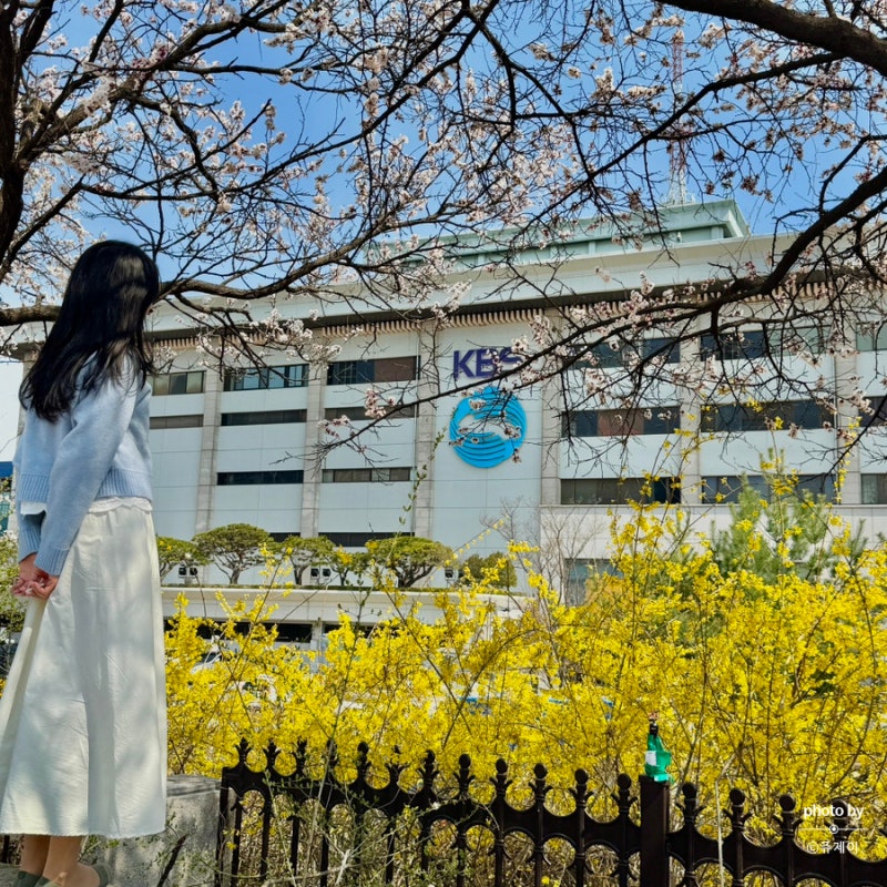 서울 여의도 벚꽃 축제 개화 시기 실시간 윤중로 Kbs 앞 주차 팁 네이버 블로그