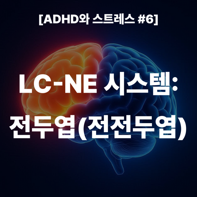[ADHD와 스트레스] #6. LC-NE 시스템: 전두엽(전전두엽) : 네이버 블로그